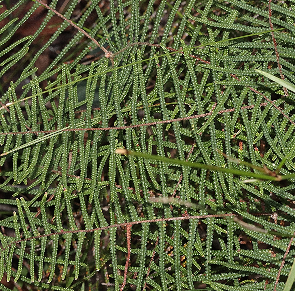 Pouched Coral Fern from Melbourne VIC, Australia on August 8, 2022 at ...