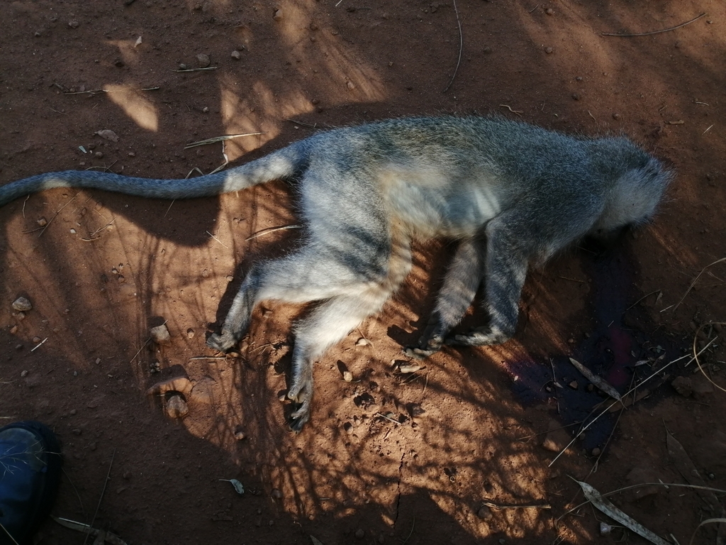 Southern Vervet Monkey from Mogale City, South Africa on August 9, 2022 ...