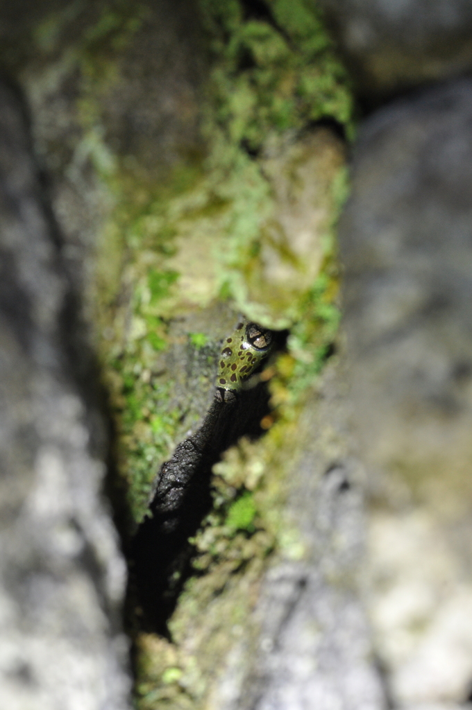 Cape Ghost frog from Overberg District Municipality, South Africa on ...