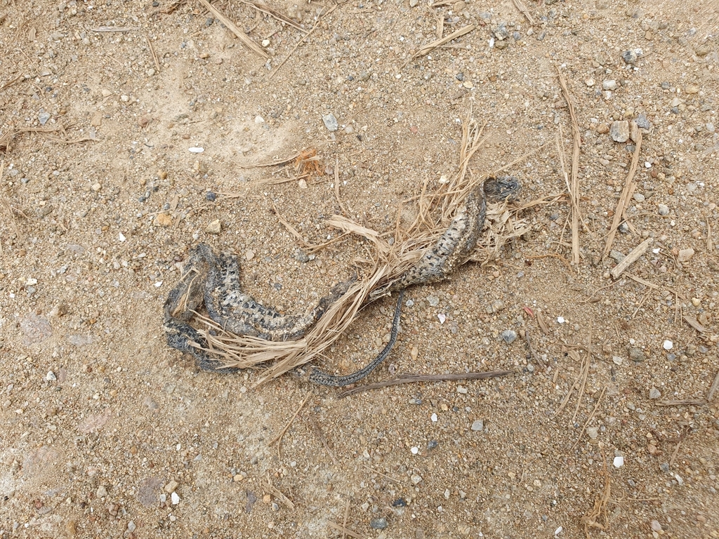 Frog-eating Rat Snake from 대한민국 인천광역시 강화군 on June 26, 2022 at 12:30 PM ...