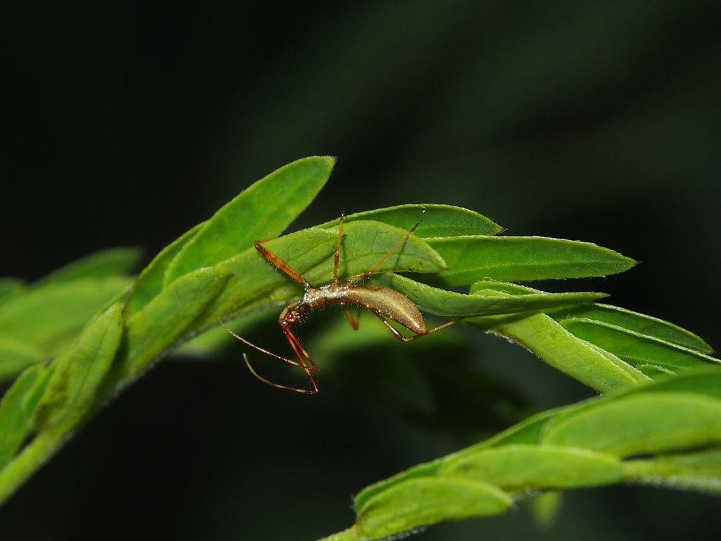 Epidaus famulus from Sui Lau Tin, Hong Kong on August 7, 2022 at 06:44 ...