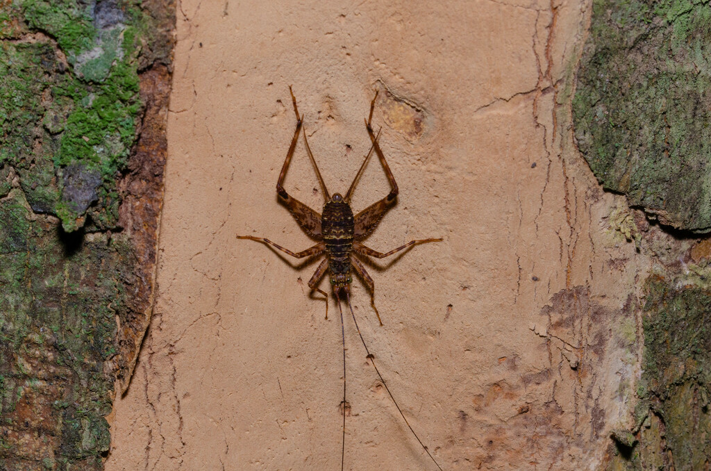 Spider Crickets and Allies from Limón, Costa Rica on January 25, 2022 ...