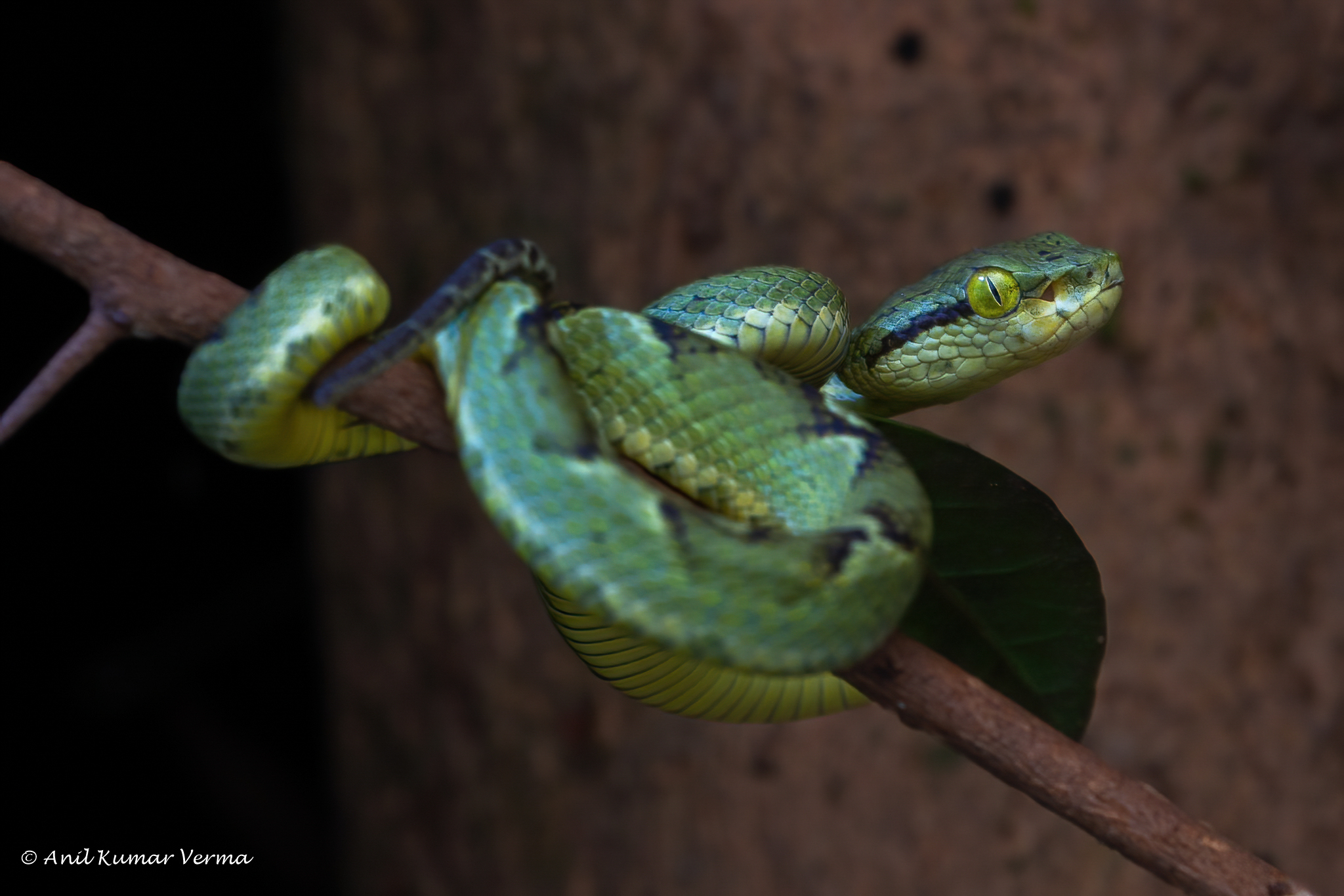 Craspedocephalus gramineus (Shaw, 1802)