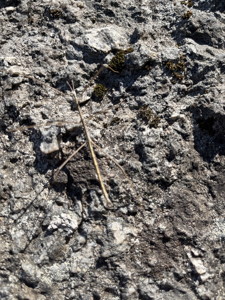 French stick insect from Louredo, Louredo, Norte, PT on August 9, 2022 ...