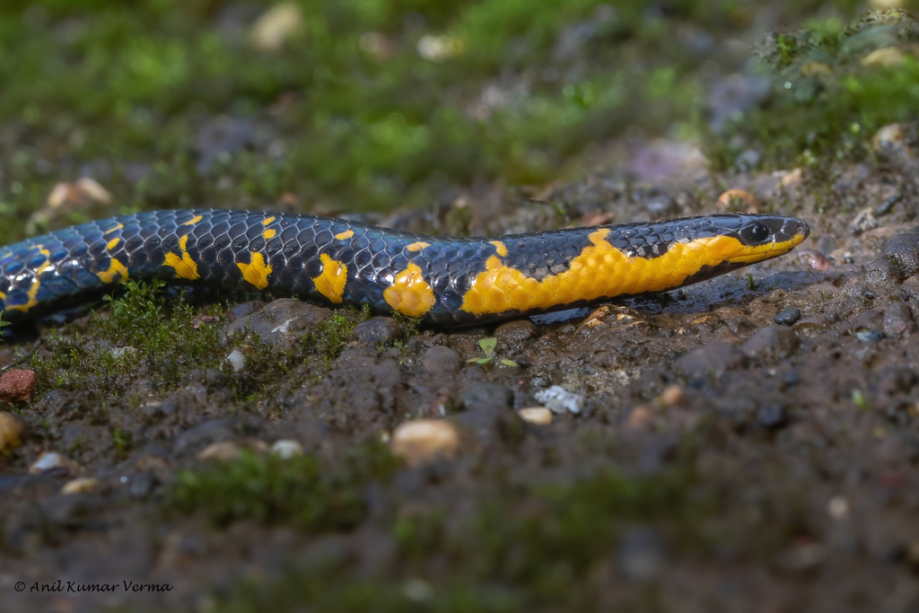 Bombay Earth Snake from Matheran, Maharashtra, India on July 31, 2022 ...