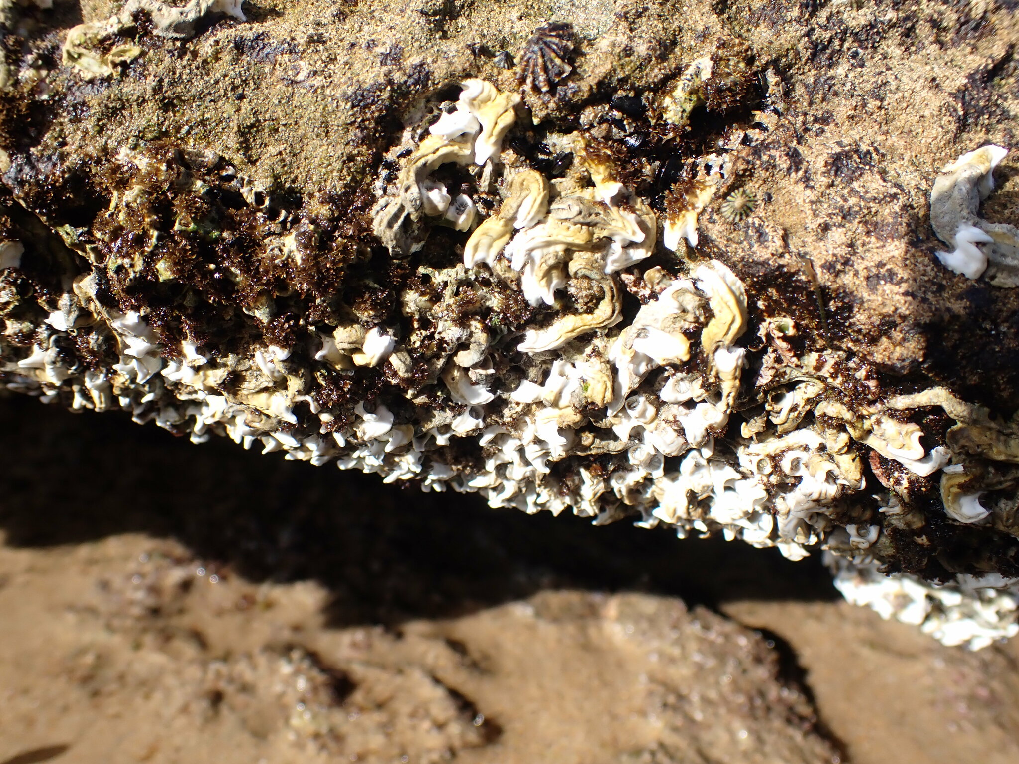 Galeolaria caespitosa Lamarck, 1818
