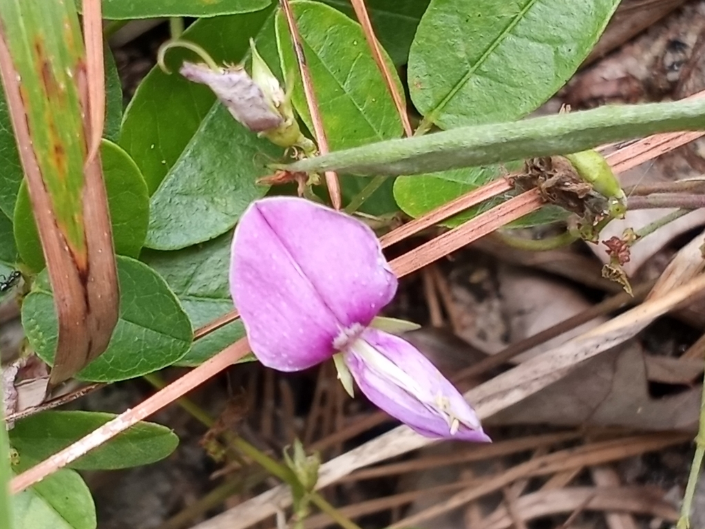 eastern milk-pea from Salisbury, MD 21804, USA on August 08, 2022 at 11 ...
