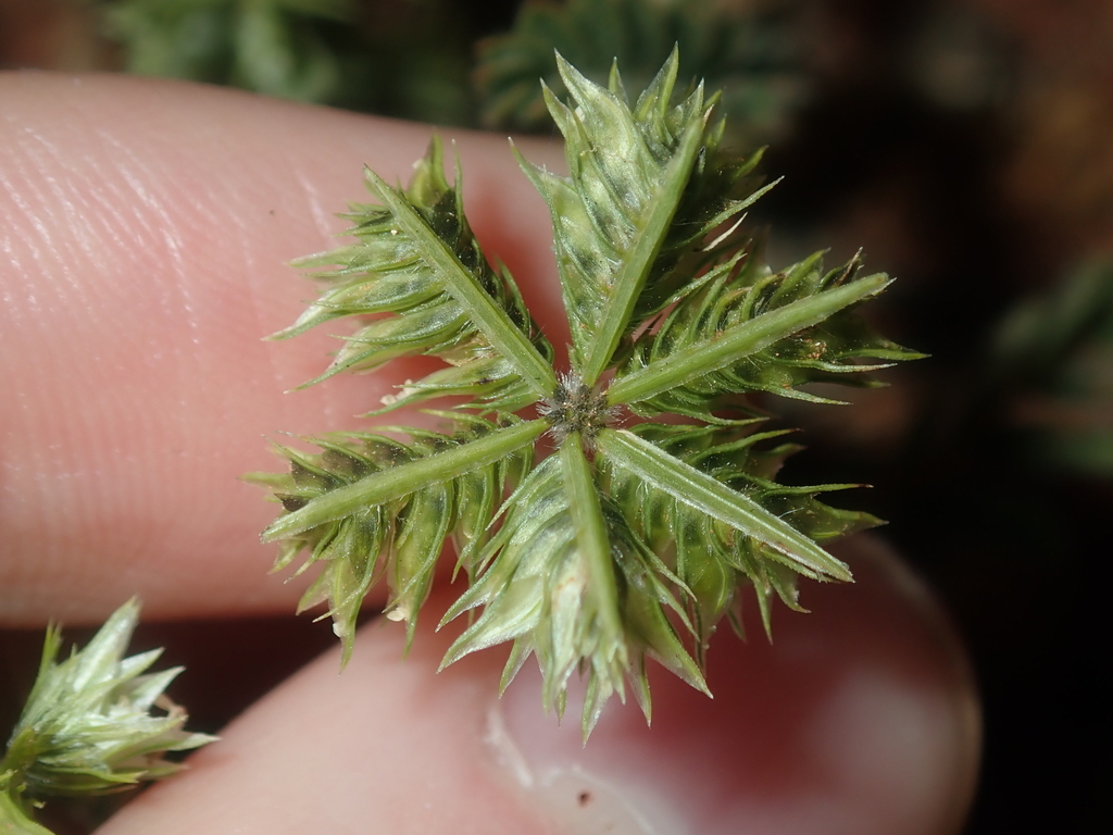 buttongrass (Native lawn "weeds" of Brisbane) · iNaturalist