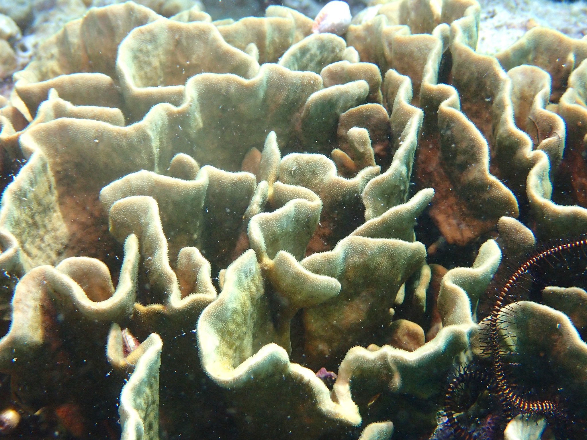 Psammocora contigua (Esper, 1794)