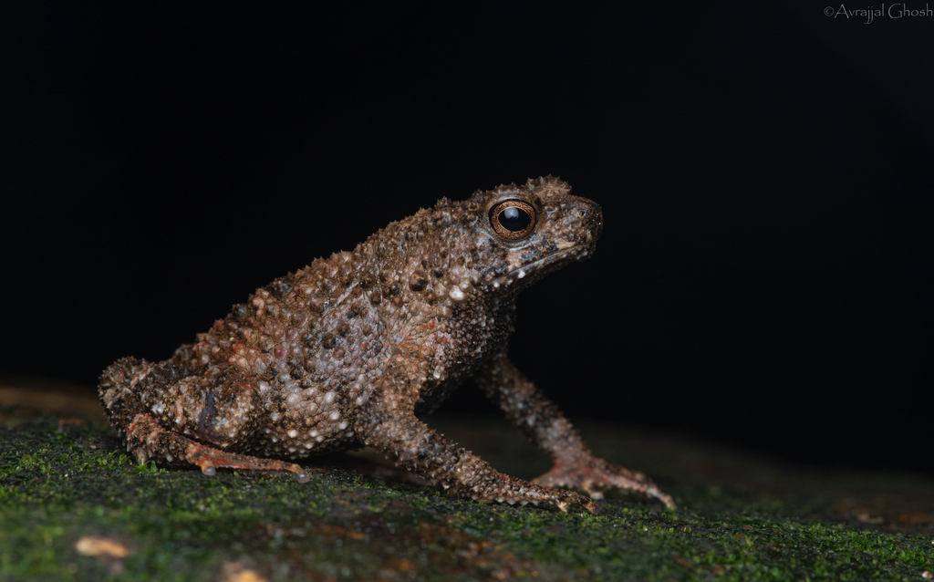 Beddome's Toad in May 2022 by avrajjal · iNaturalist