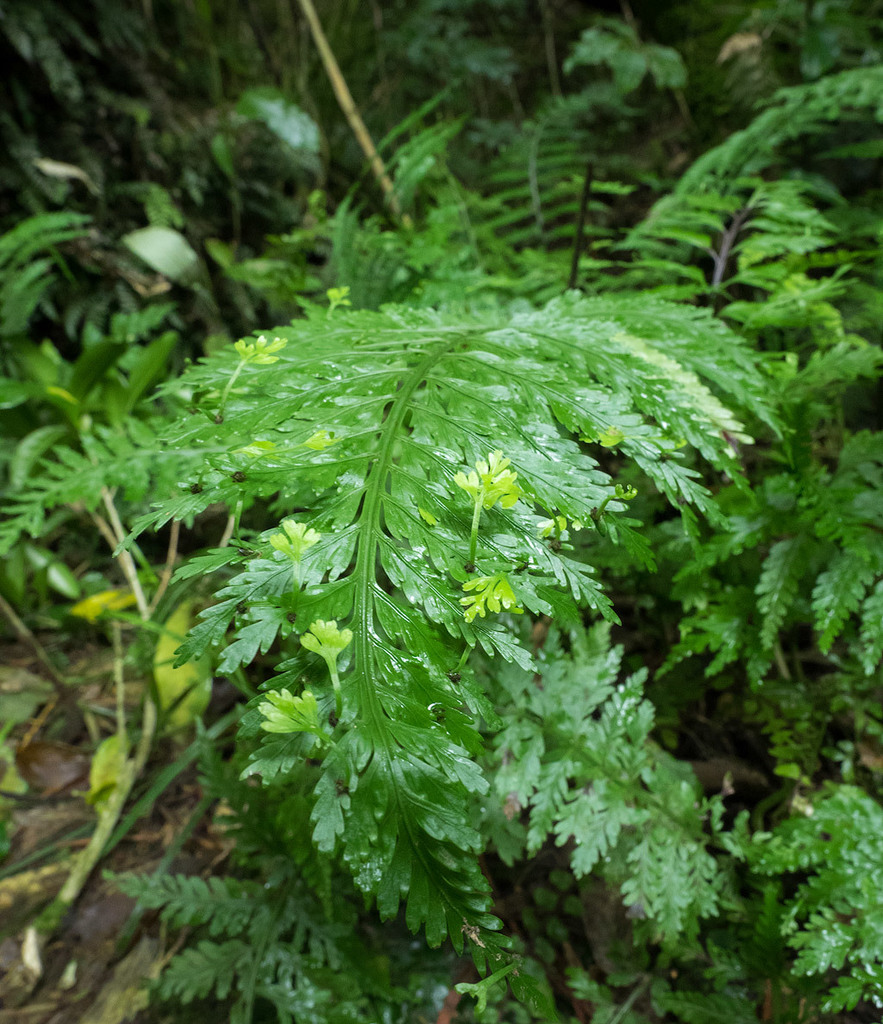 Hen and Chicks Fern (Asplenium bulbiferum) - Botanical Realm