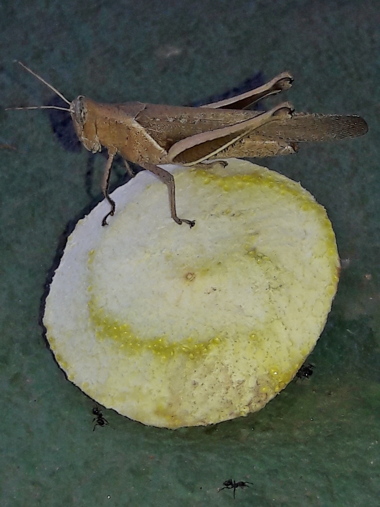 Abracris flavolineata from Distrito Federal, Brasília, Brazil on July ...