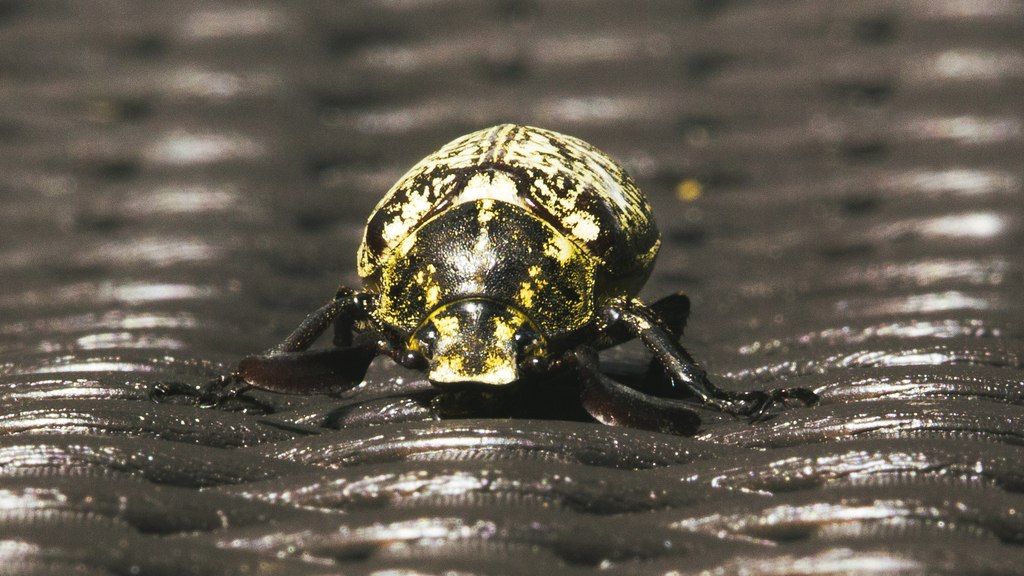 Pine Chafer from Yeşilyurt/Malatya, Türkiye on July 16, 2022 at 10:26 ...