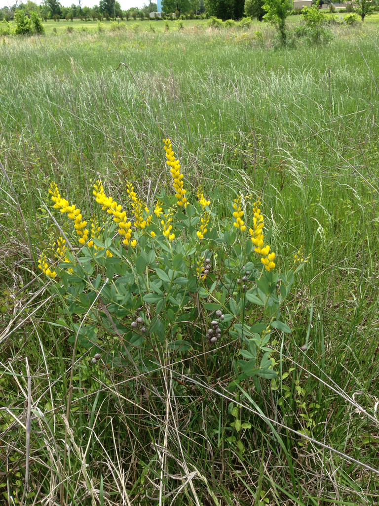 Yellow Wild Indigo (Plants of NRMP ) · iNaturalist