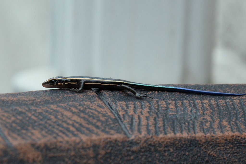 Japanese five-lined skink in July 2022 by Alan Broderick · iNaturalist
