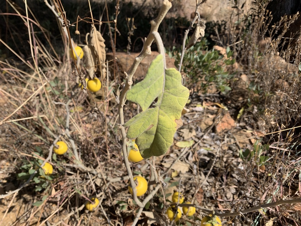bitter tomato from Mogale, GP, ZA on August 9, 2022 at 10:20 AM by ...