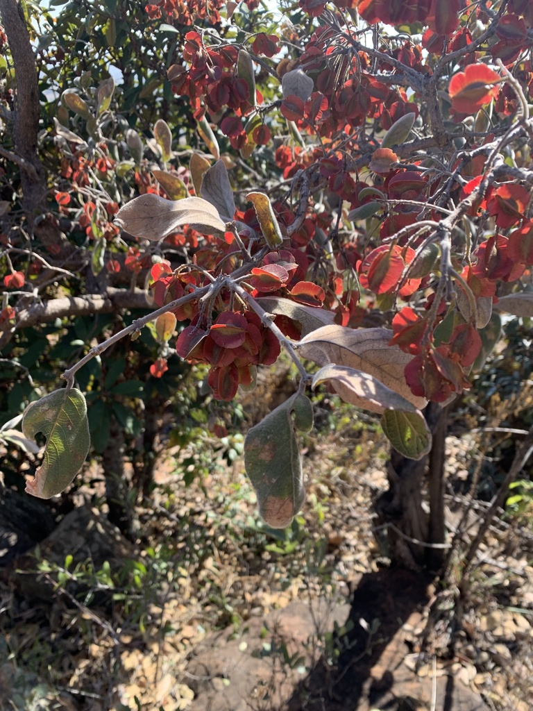 Velvet Bushwillow from Mogale, GP, ZA on August 09, 2022 at 10:19 AM by ...