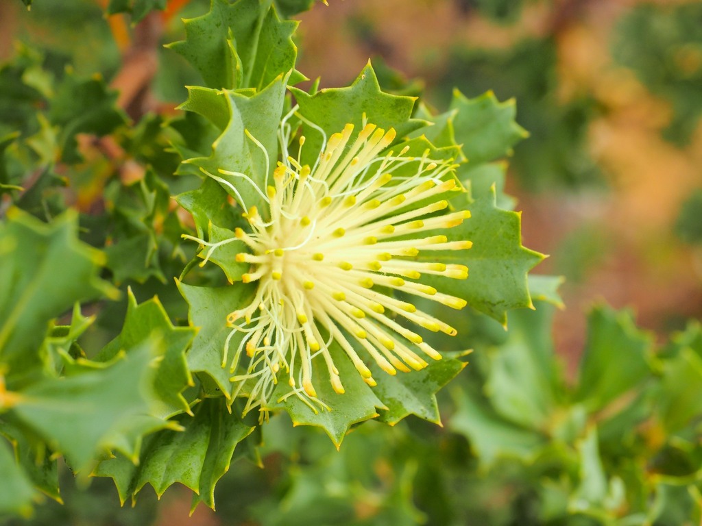 Parrot Bush from Nambung WA 6521, Australia on August 5, 2018 at 02:56 ...