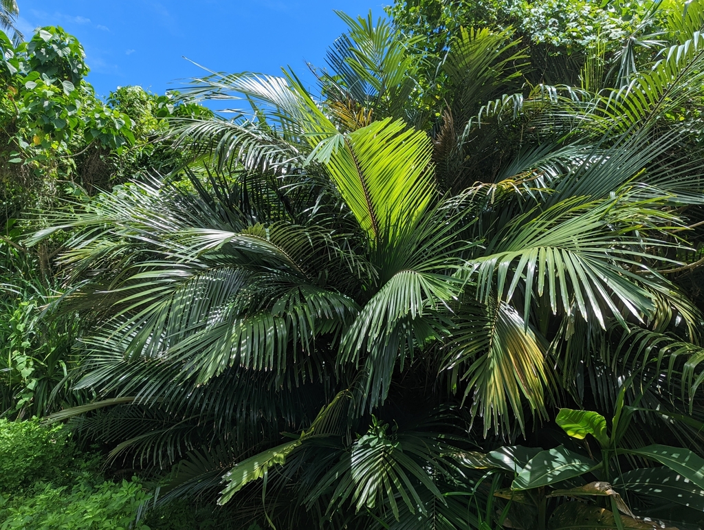 Arenga in August 2022 by lecanorchis · iNaturalist