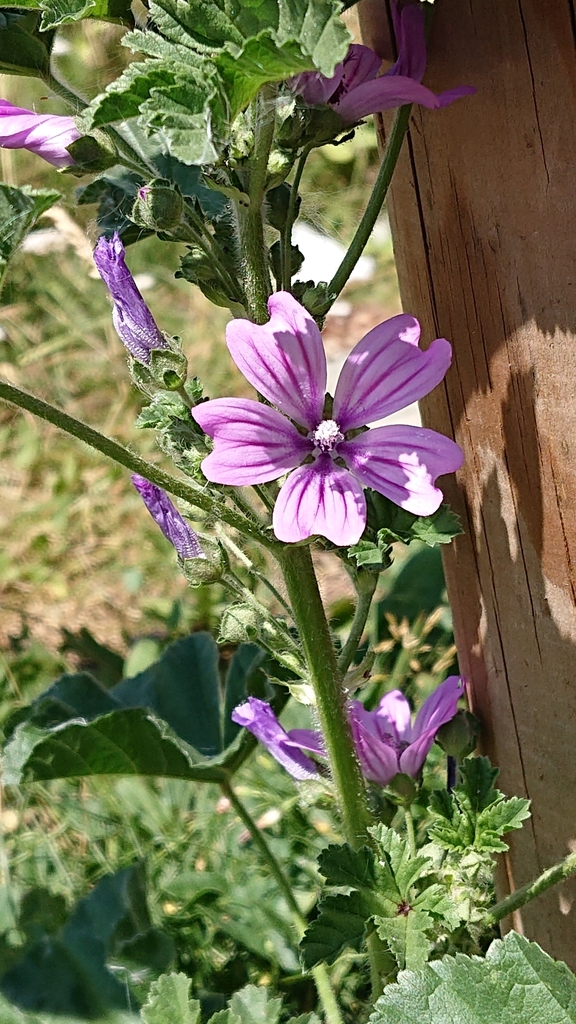 Common Mallow from 73700 Montvalezan, Frankrijk on August 09, 2022 at ...
