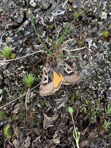 Chersotis romanovi · iNaturalist