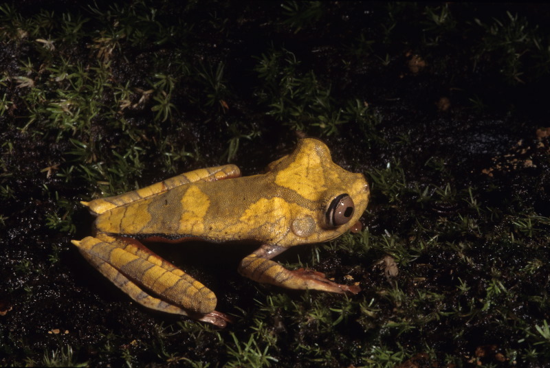Diabolic Tree Frog from Régina, Guyane française on January 01, 2017 by ...