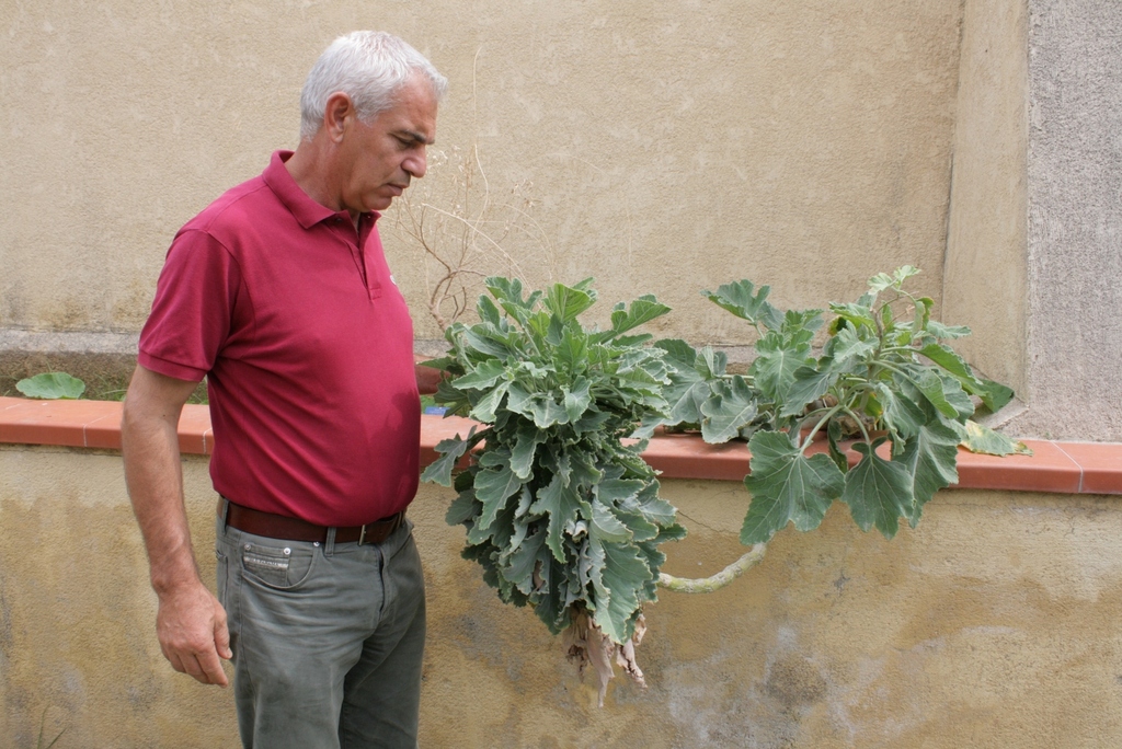 Brassica villosa tineoi in September 2013 by Errol Vela. Con Lorenzo ...