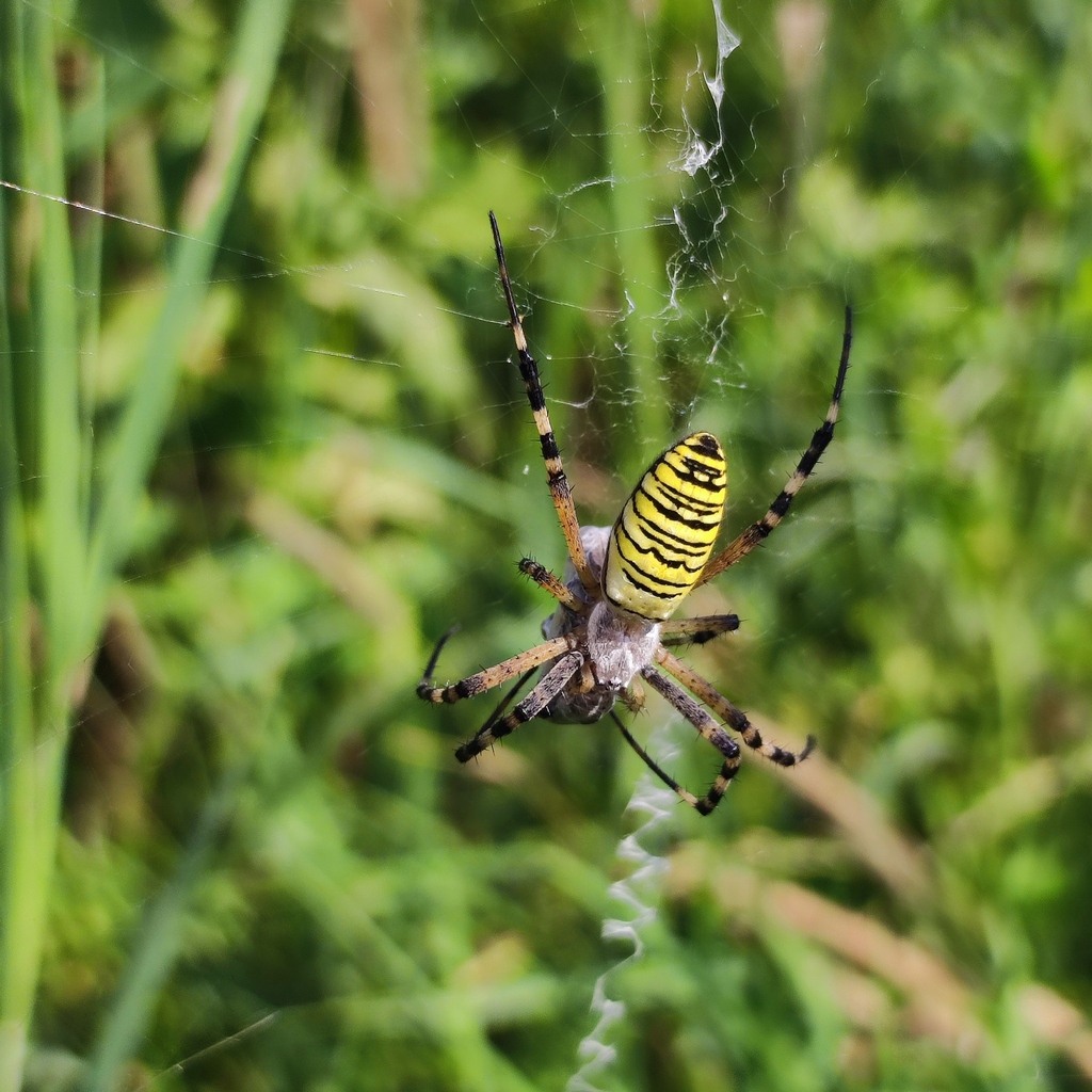 Wasp Spider from Korablinskiy rayon, Ryazan', Russia on August 06, 2022 ...