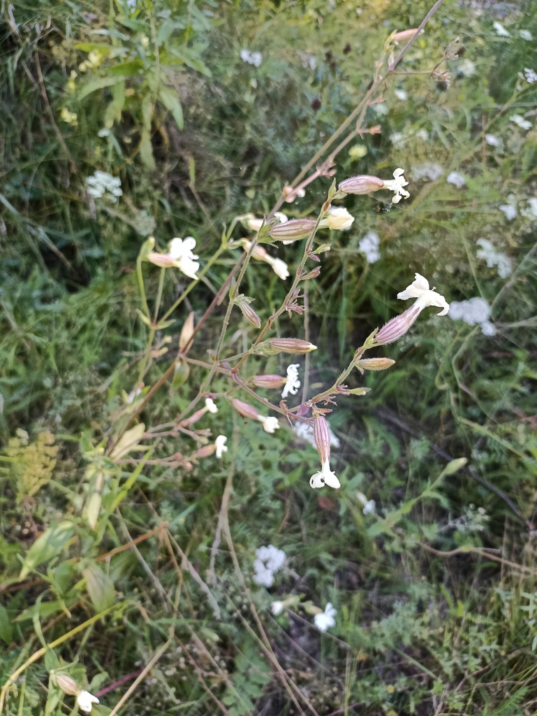 evening lychnis from Nizhnetavdinskiy rayon, Tyumen', Russia on August ...
