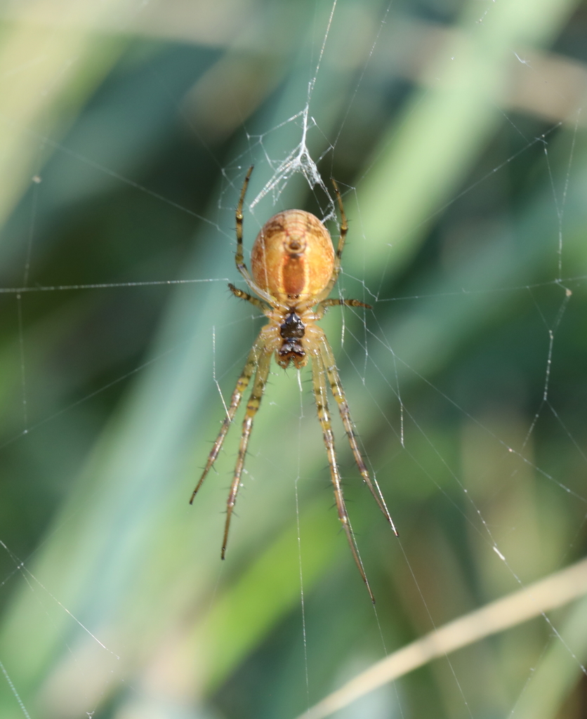 Eurasian Armoured Long-jawed Spider from Gonfreville-l'Orcher, France ...