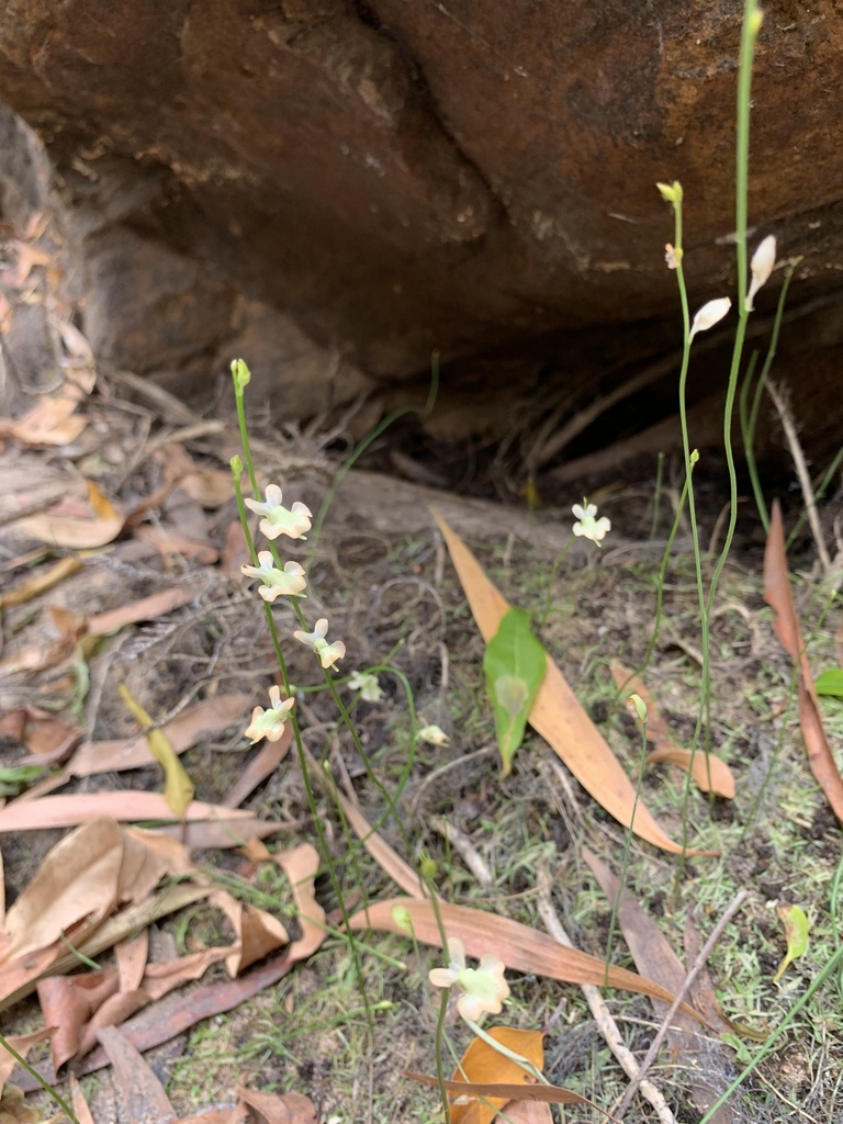 Utricularia fulva from Jim Jim Creek, Kakadu, NT, AU on June 28, 2022 ...