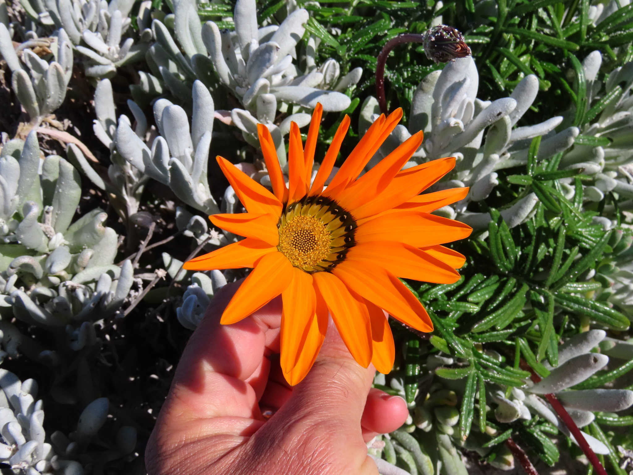 Gazania pectinata (Thunb.) Hartw.