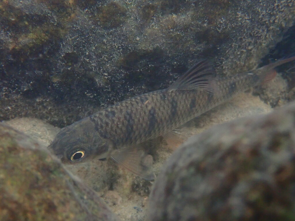 Taiwan Torrent Carp from 台灣新北市 on August 6, 2022 at 04:31 PM by ChienYL ...