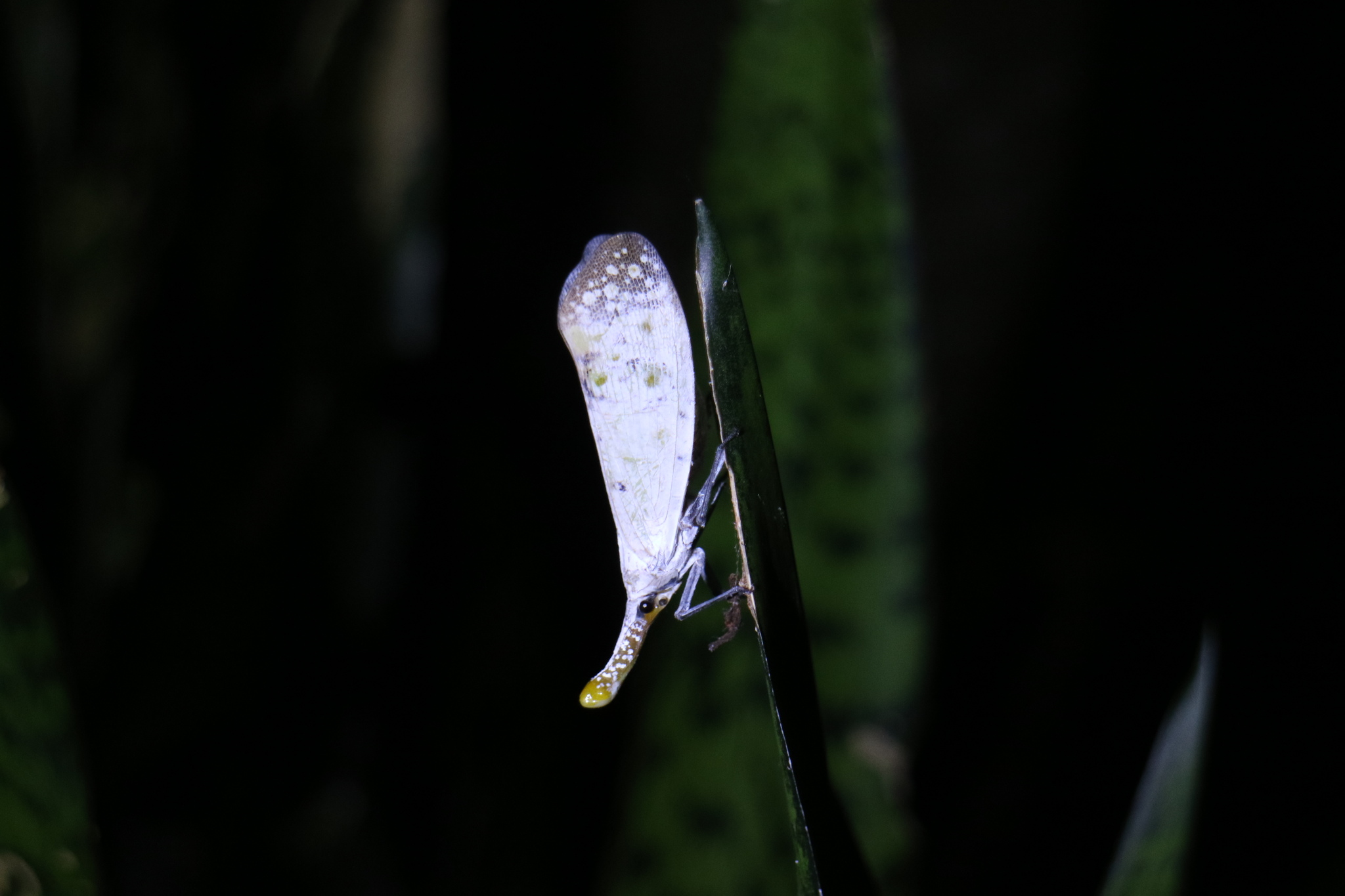 Pyrops watanabei (Matsumura, 1913)