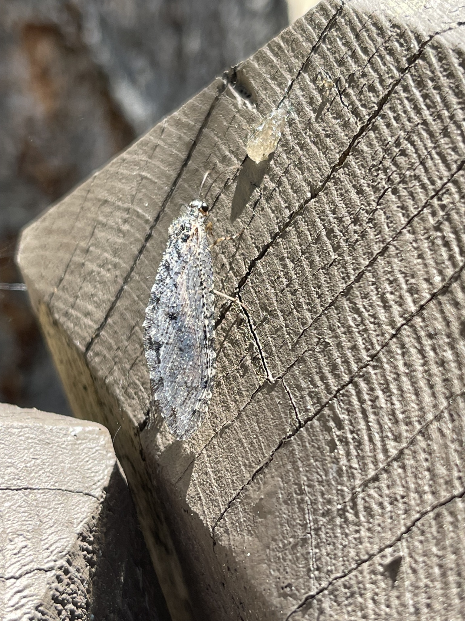 Polystoechotes punctata (Fabricius, 1793)