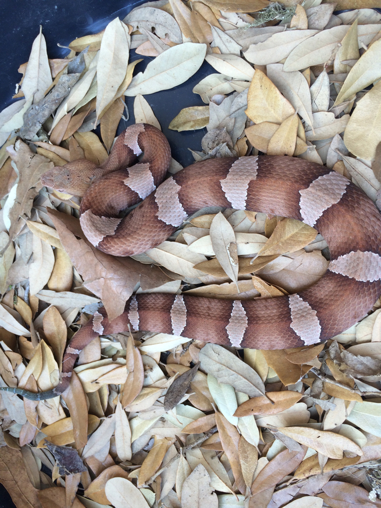 Broad-banded Copperhead (Agkistrodon laticinctus) - Snakes and Lizards