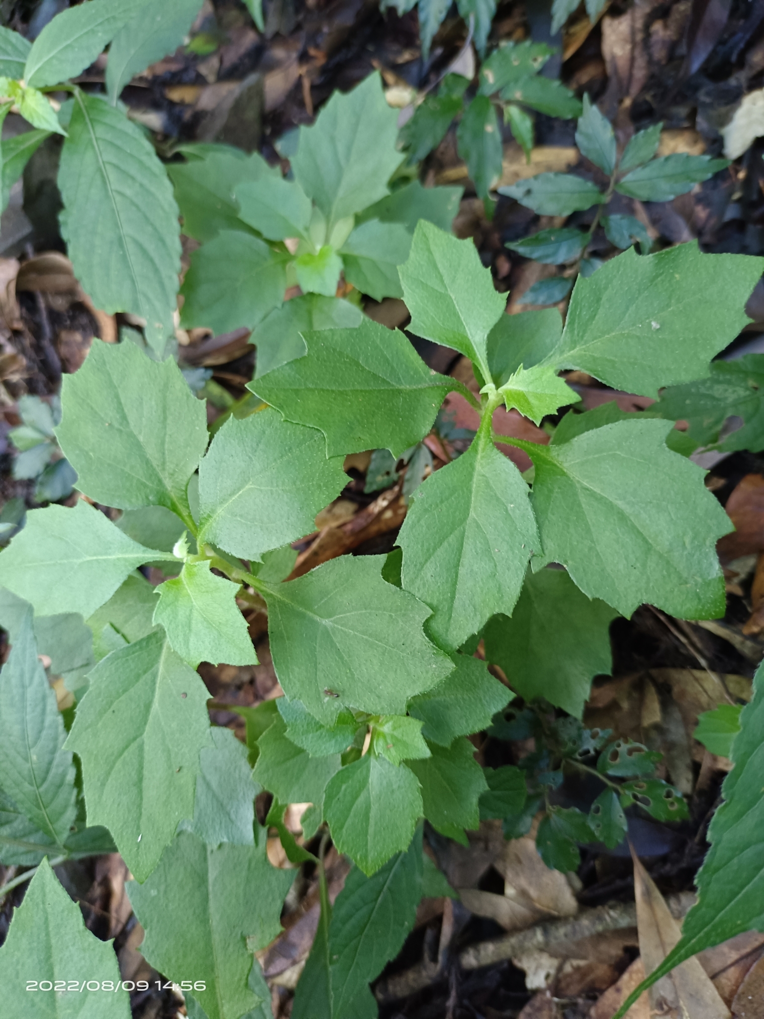 Gynura japonica (Thunb.) Juel