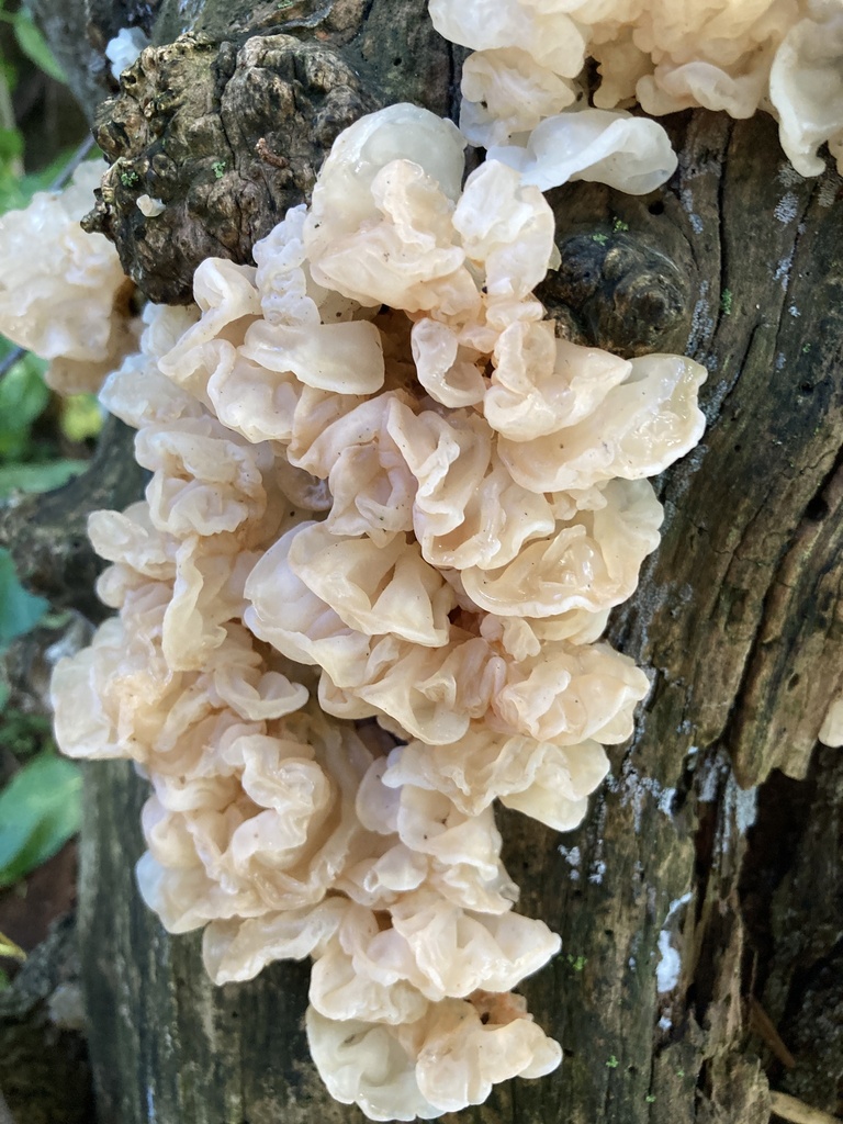 white jelly fungus from University of Wisconsin–Madison Arboretum ...