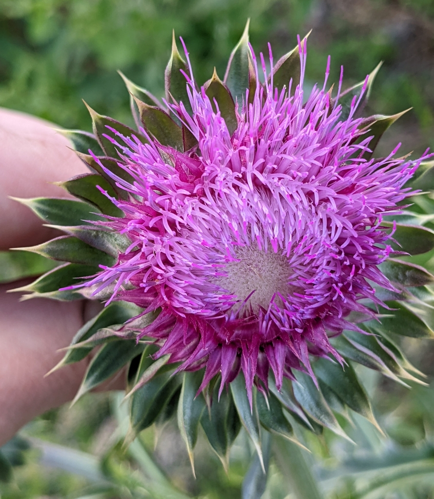 musk thistle from Irishtown Bend, Cleveland, OH 44113, USA on August 07 ...
