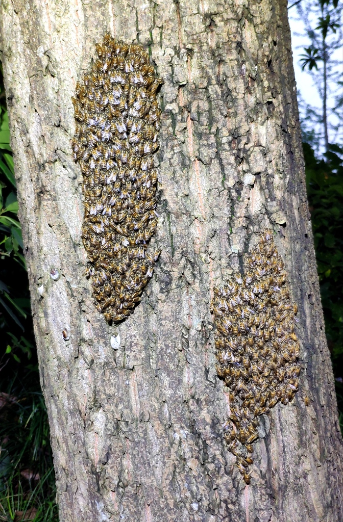 Asian Honey Bee in July 2021 by 15721196805 · iNaturalist