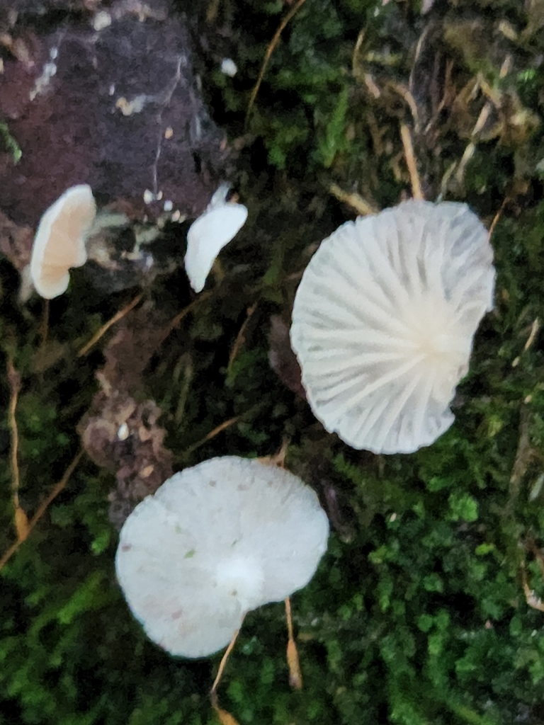 Claudopus from Jackson Township, IN, USA on August 09, 2022 at 10:37 AM ...