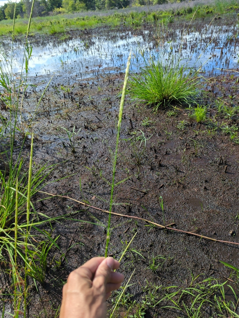 northern wild rice from Zone 1, Erie, PA, USA on August 9, 2022 at 10: ...