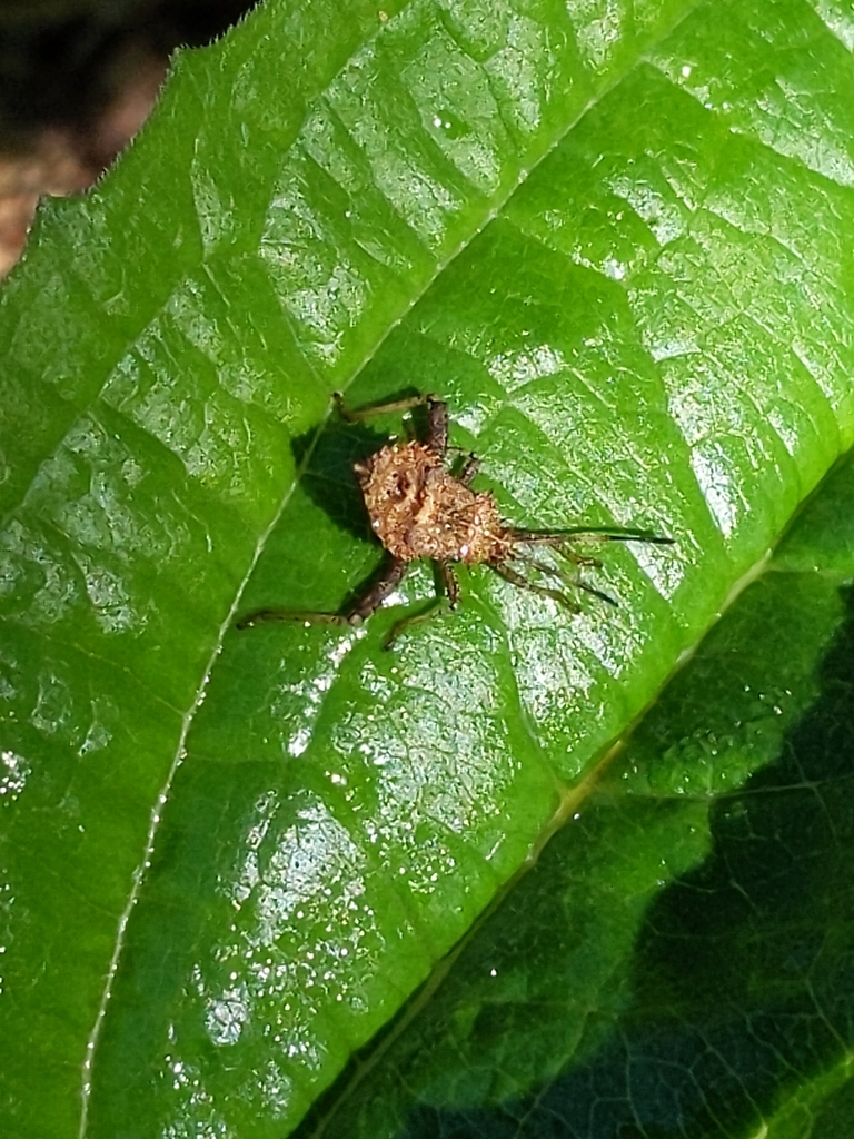 Helmeted Squash Bug from Hull, WI, USA on August 09, 2022 at 09:41 AM ...