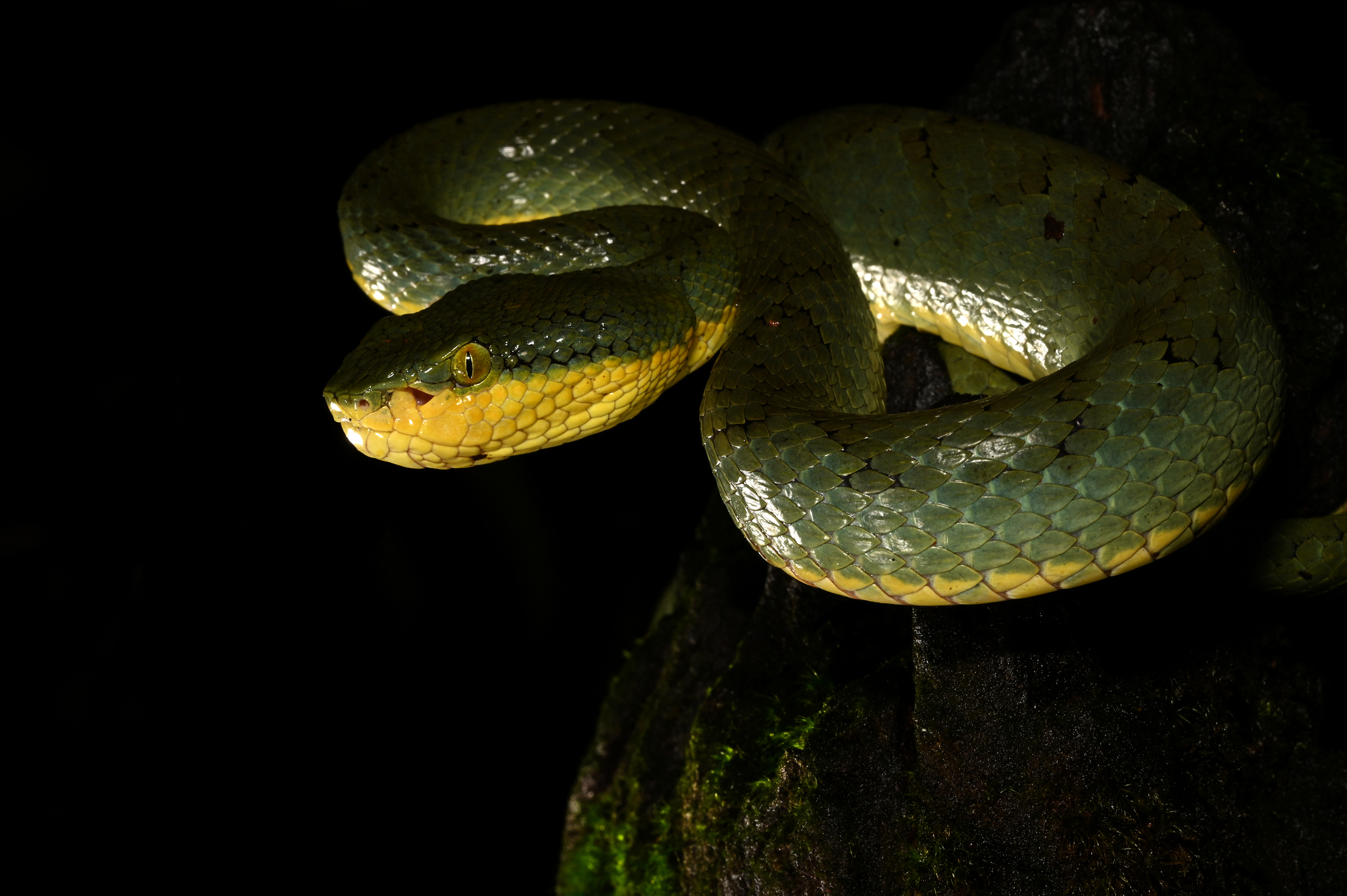 Craspedocephalus gramineus (Shaw, 1802)