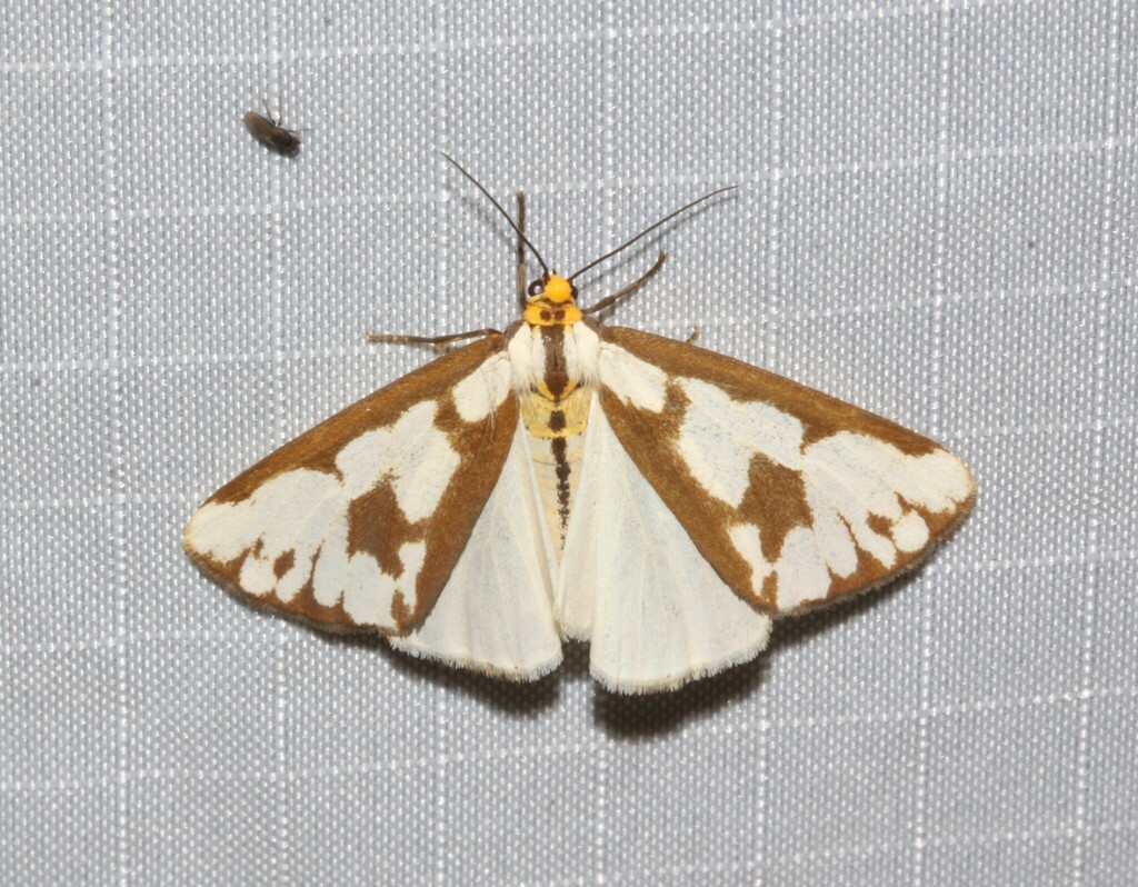 Confused Haploa Moth from Chandler, rue de la Plage, QC, Canada on ...