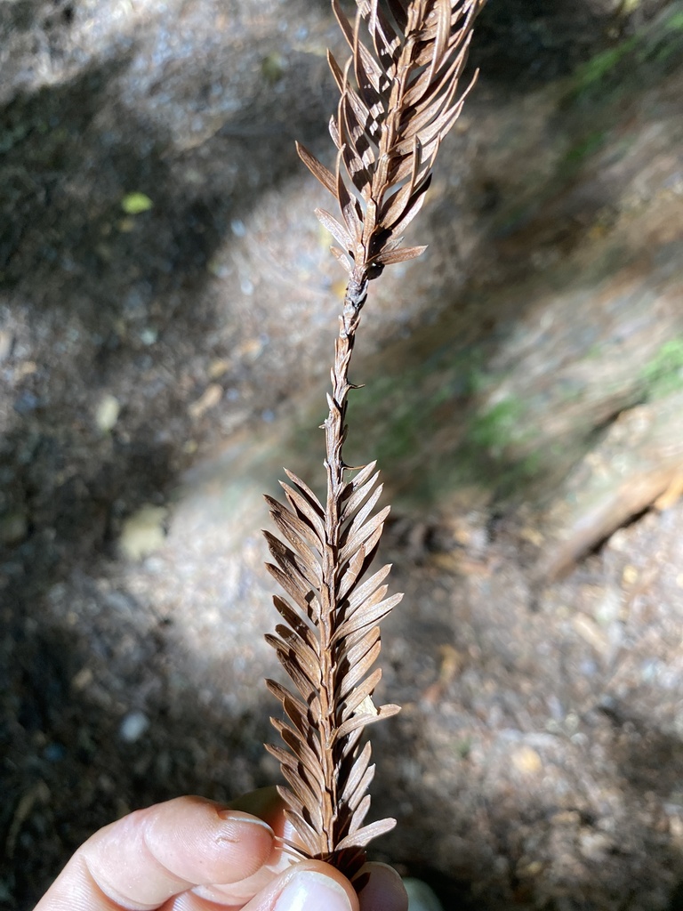 Redwood from Cong - Nature Loop, Clonbur, Co. Galway, IE on August 09 ...
