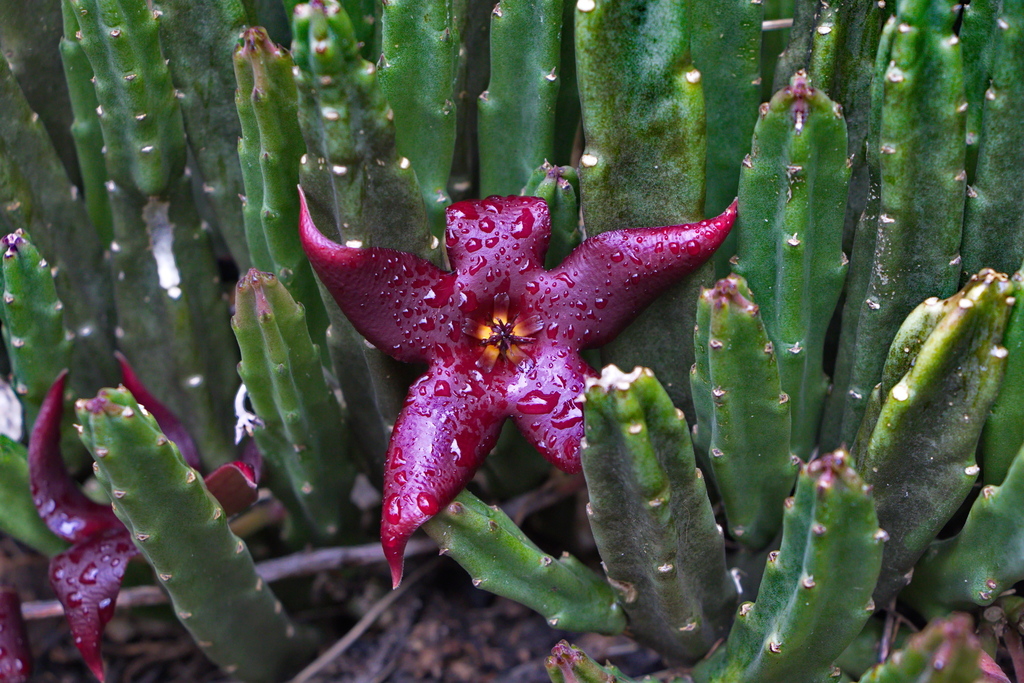 Stapelia hirsuta vetula from Overberg District Municipality, South ...