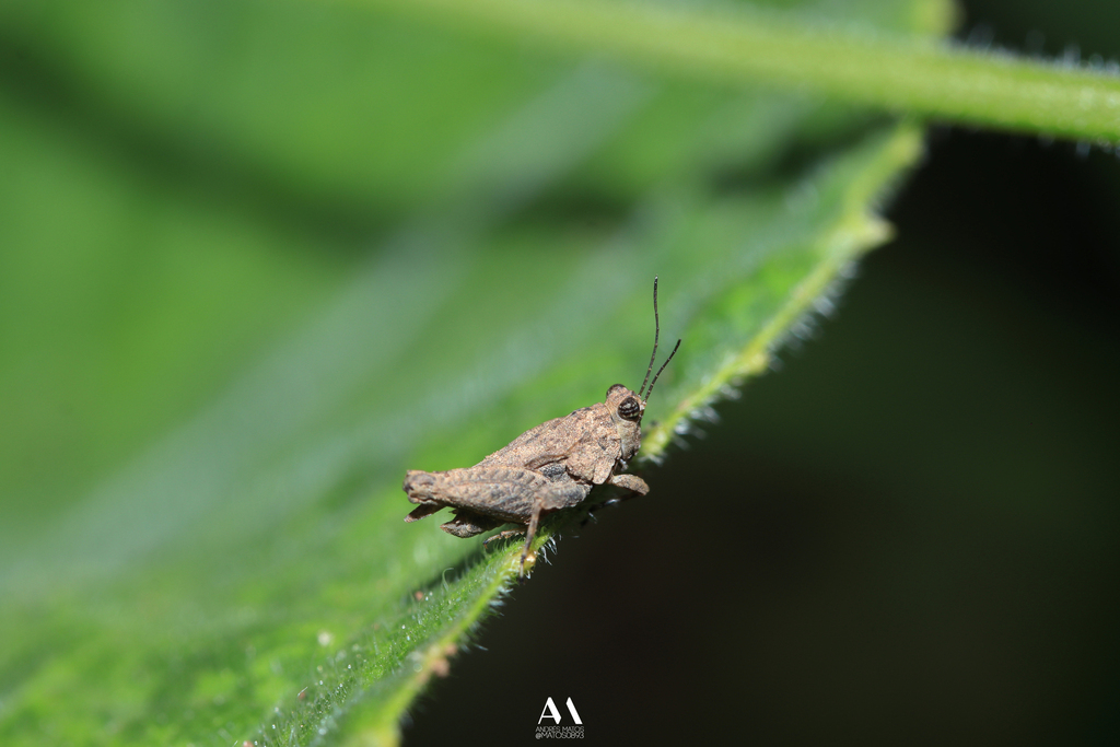 Cotys antennatus from El Caño, Panamá on August 7, 2022 at 10:33 AM by ...
