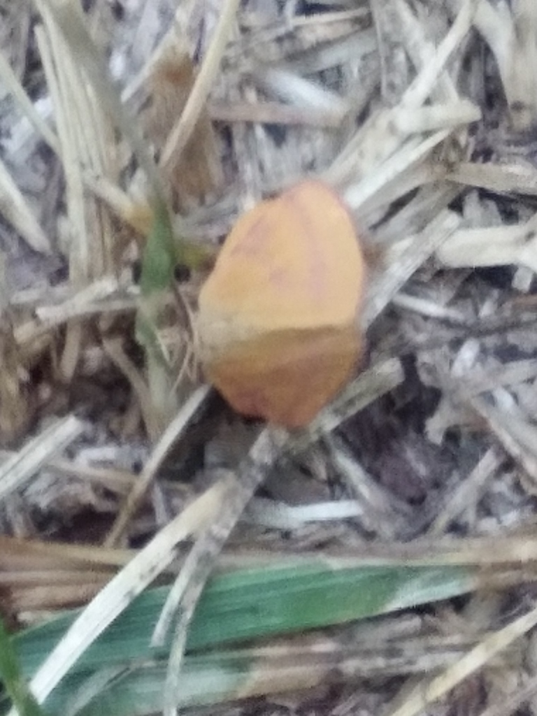 Lythria from Aosta Valley, Italy on August 05, 2022 at 08:01 PM by ...