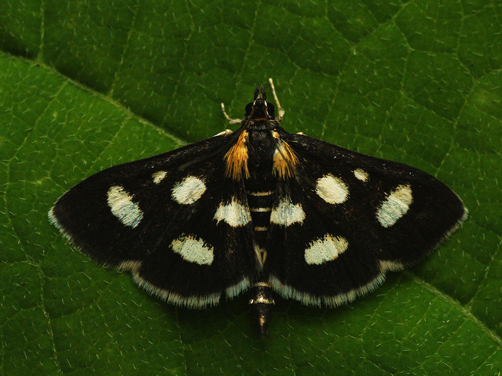 White-spotted Sable from Рузский р-н, Московская обл., Россия on July ...